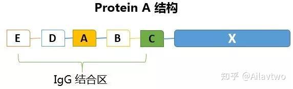 蛋白纯化--免疫沉淀（immunoprecipitation，IP） - 知乎