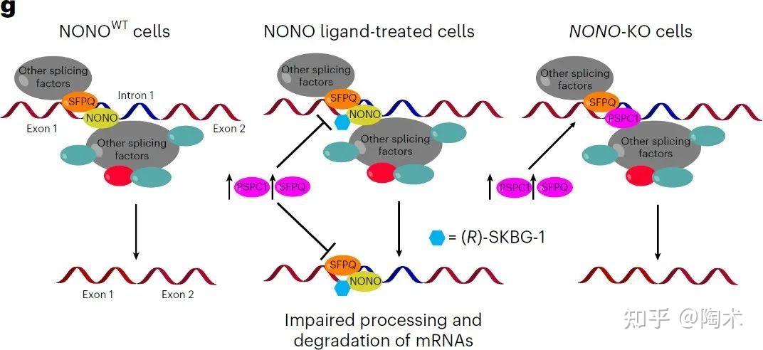 靶向 NONO 的小分子药物重塑致癌基因转录组——陶术化合物库 - 知乎