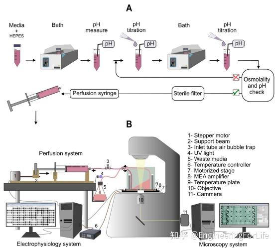 《Biofabrication》: 无需培养箱！微流控装置集成的灌注系统 - 知乎