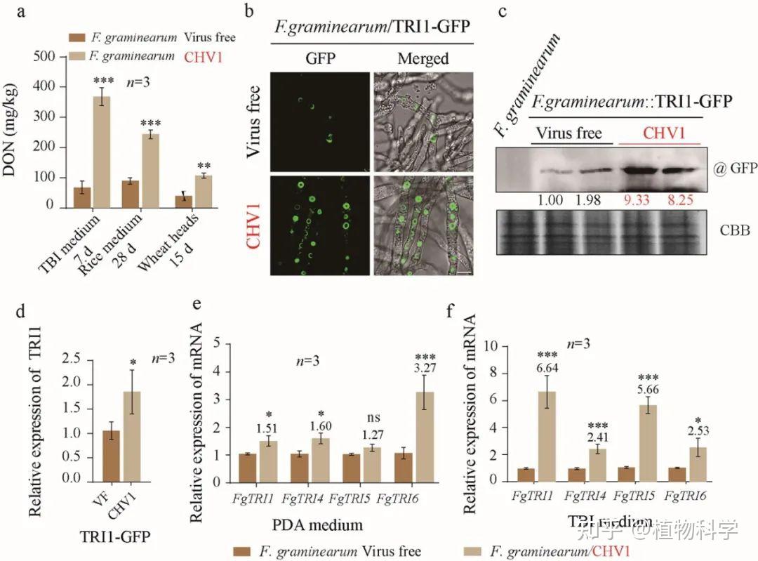 西北农林科技大学分子植物病毒学实验室在真菌病毒CHV1抑制禾谷镰刀菌致病增加DON毒素产生方面取得新进展 - 知乎