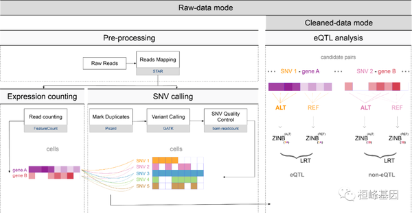 SCS【32】基于scRNA-seq数据中推断单细胞的eQTLs (eQTLsingle) - 知乎