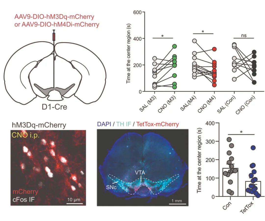 IF=13.44【客户文章】Mol Psychiatry：复旦大学肖雷团队揭示VTA D1神经元对焦虑样行为的调控作用和环路机制 - 知乎