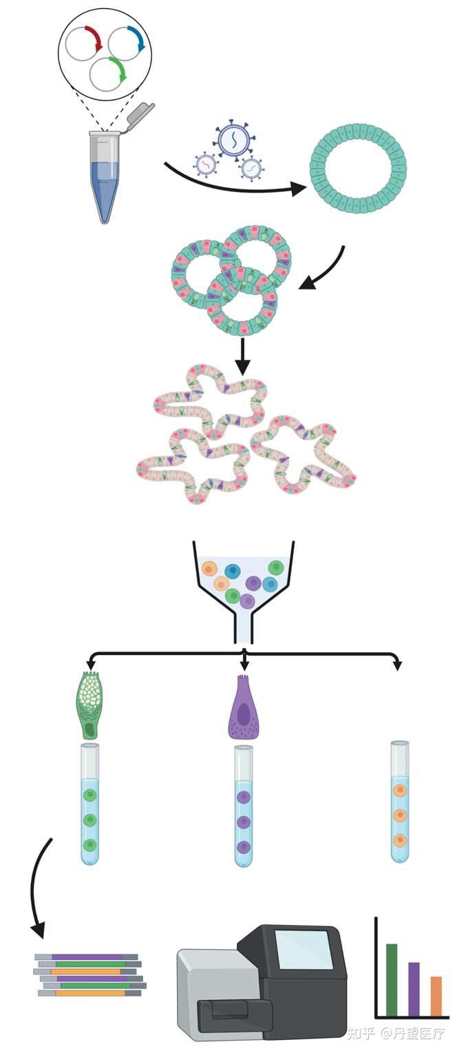 Hans Clevers最新成果 | 类器官&CRISPR揭秘人肠内分泌细胞的调控机制 - 知乎