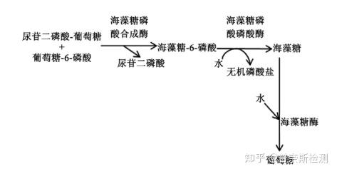 海藻-6-磷酸（T6P）和蔗糖-6-磷酸（S6P） - 知乎