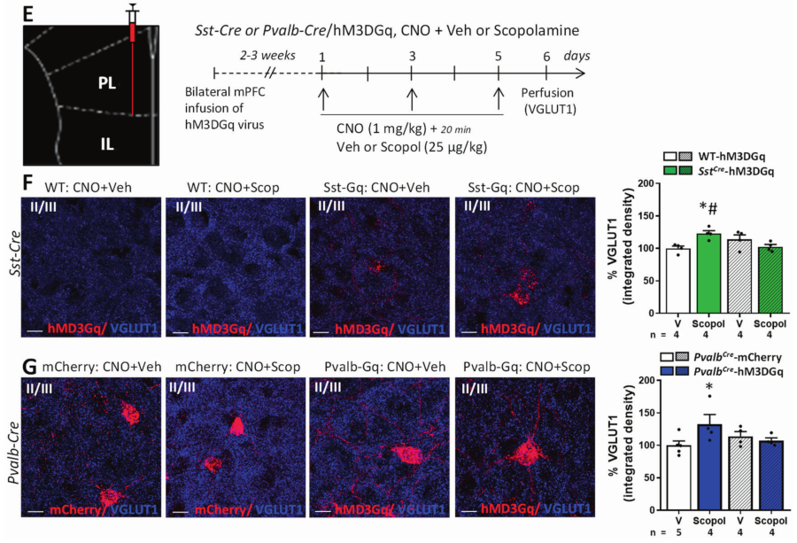 【文献解读】摆脱抑郁！抑制mPFC的GABA能中间神经元让你和抑郁症说再见 - 知乎