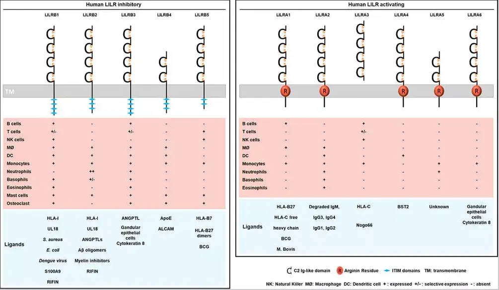 行而不辍，LILRBs未来可期 - 知乎