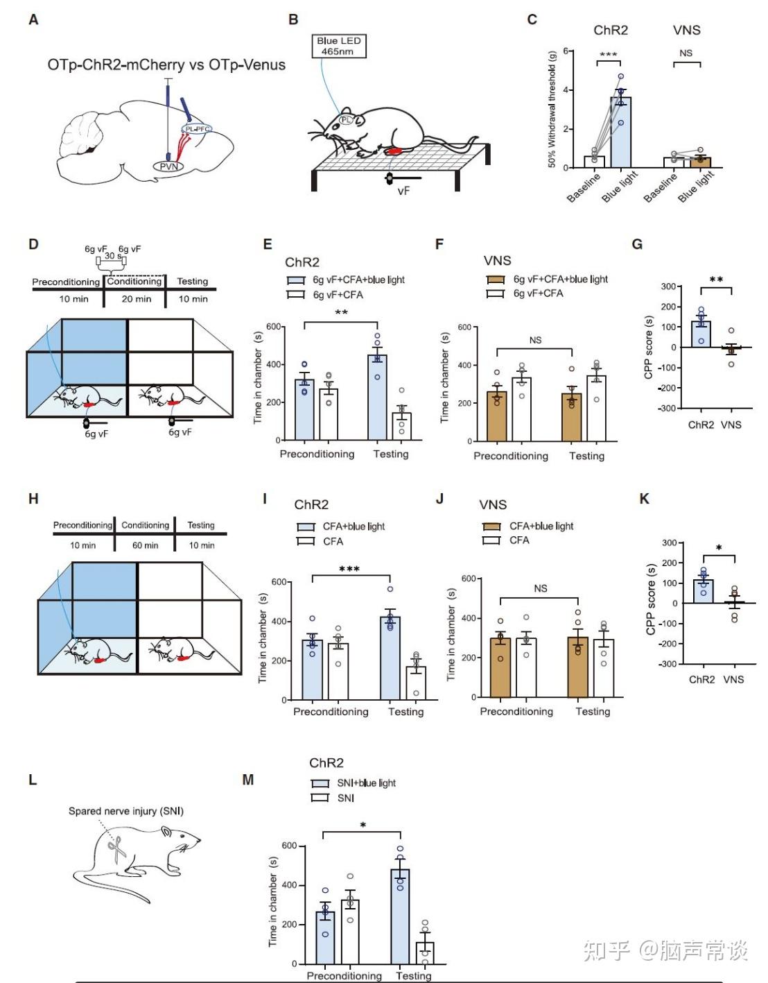 Neuron ‖ 催产素能神经元发挥镇痛作用的神经环路机制 - 知乎