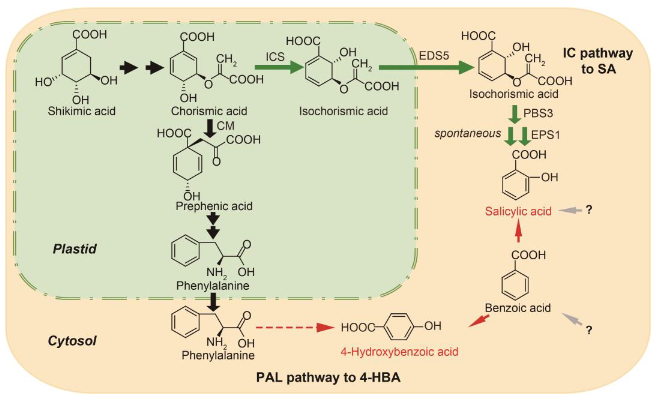 Science、Mol Plant、JIPB多篇论文解析植物中水杨酸的完整生物合成途径！ - 知乎