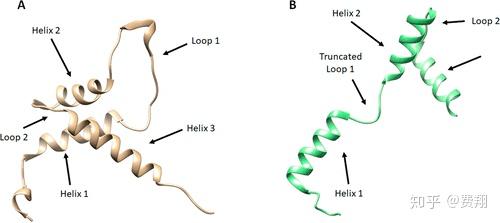 【JMC】TEAD靶点综述 - 知乎