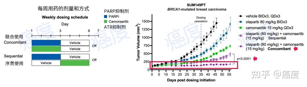 AACR报道：逆转耐药，新组合让PARP抑制剂复敏！ - 知乎