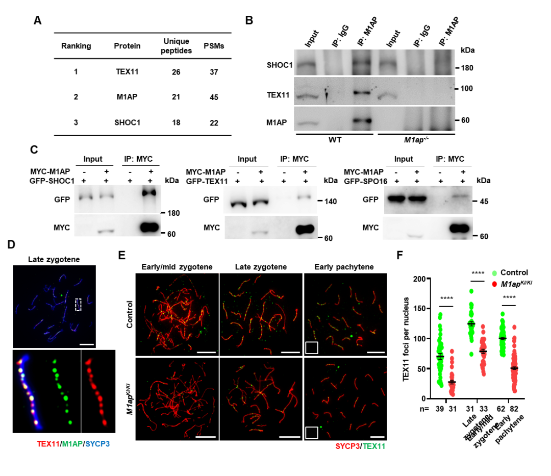 专家点评 EMBO Reports︱史庆华团队发现M1AP调控雄性减数分裂重组的分子机制 - 知乎
