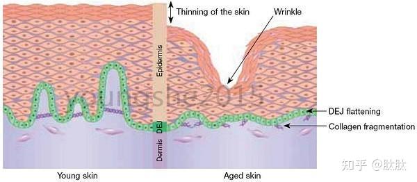 雅诗兰黛核心抗衰成分：三肽-32 Tripeptide-32 - 知乎