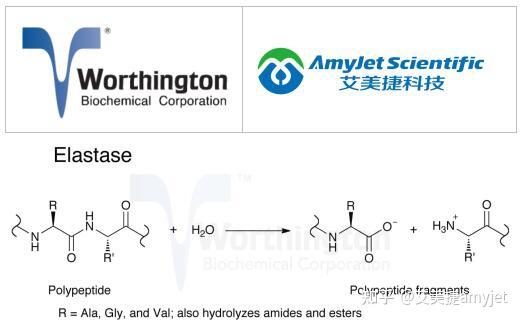 弹性蛋白酶丨Worthington 核心酶详细参考资料 - 知乎