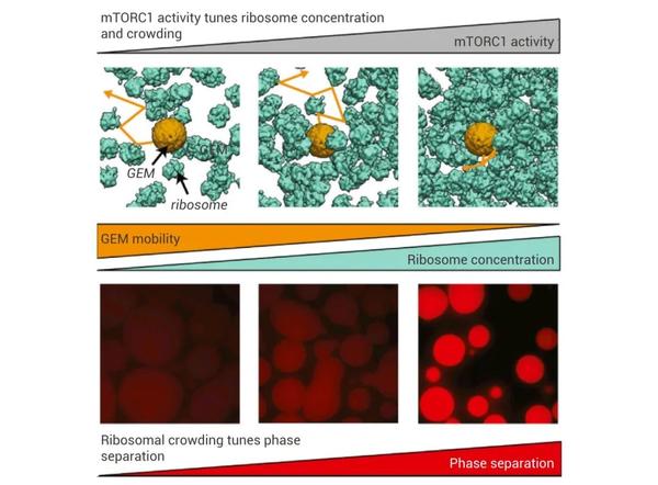 MCE | 靶向相分离 小分子药物研发 - 知乎