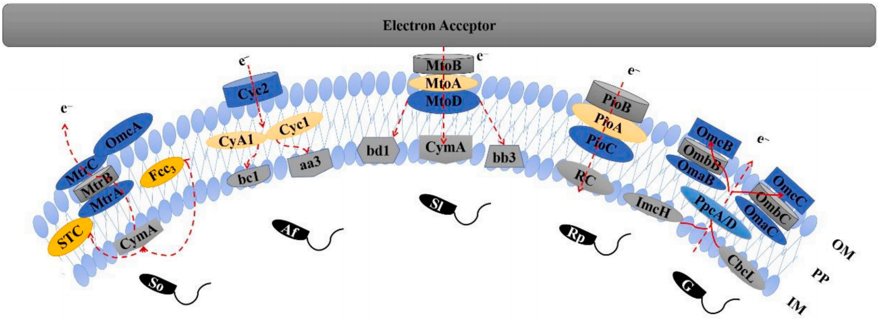 胞外微生物电子转移及其工程策略 - 知乎