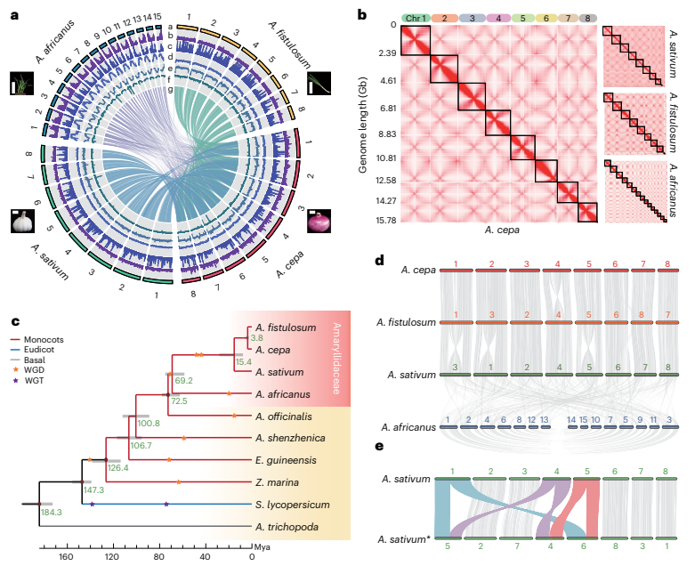 Nature Genetics | Stereo-seq助力首次绘制洋葱鳞茎组织不同发育阶段时空图谱 - 知乎