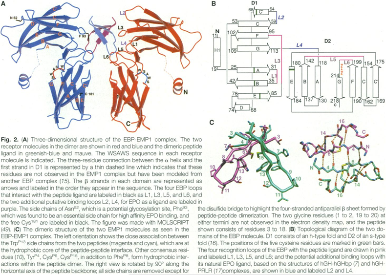 来源于噬菌体和mRNA展示的环肽：Peginesatide，MK-0616 - 知乎