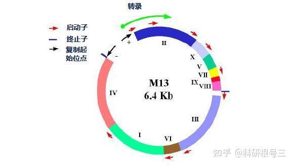 常见的载体类型汇总：质粒载体、噬菌体载体、柯斯载体、病毒载体、人工染色体载体 - 知乎