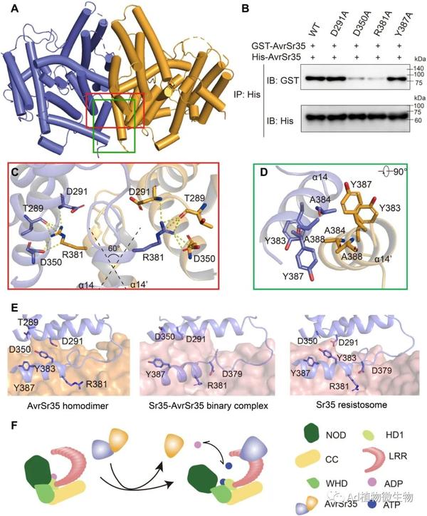 Science Advances | 福建师大/南科大研究揭示植物病原体效应蛋白触发抗病小体组装的机制! - 知乎