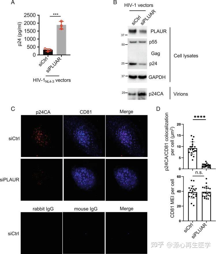 PNAS丨uPAR作为HIV-1治疗新靶点的潜力：从细胞膜释放到传播的调控机制 - 知乎