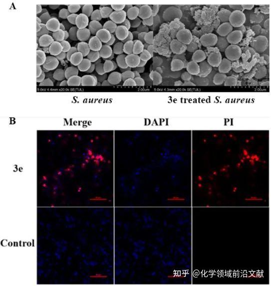 郑州大学张恩课题组EJMC：双芳香族核连接抗菌肽模拟物的开发：取代基位置显著影响抗菌活性和溶血毒性 - 知乎