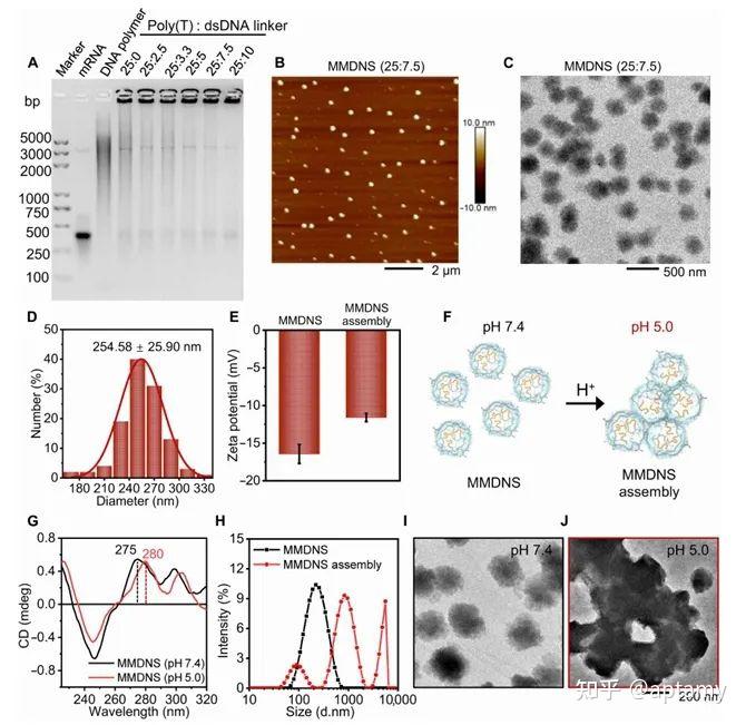 Sci Adv：搭建mRNA疫苗的专属工作间 - 知乎