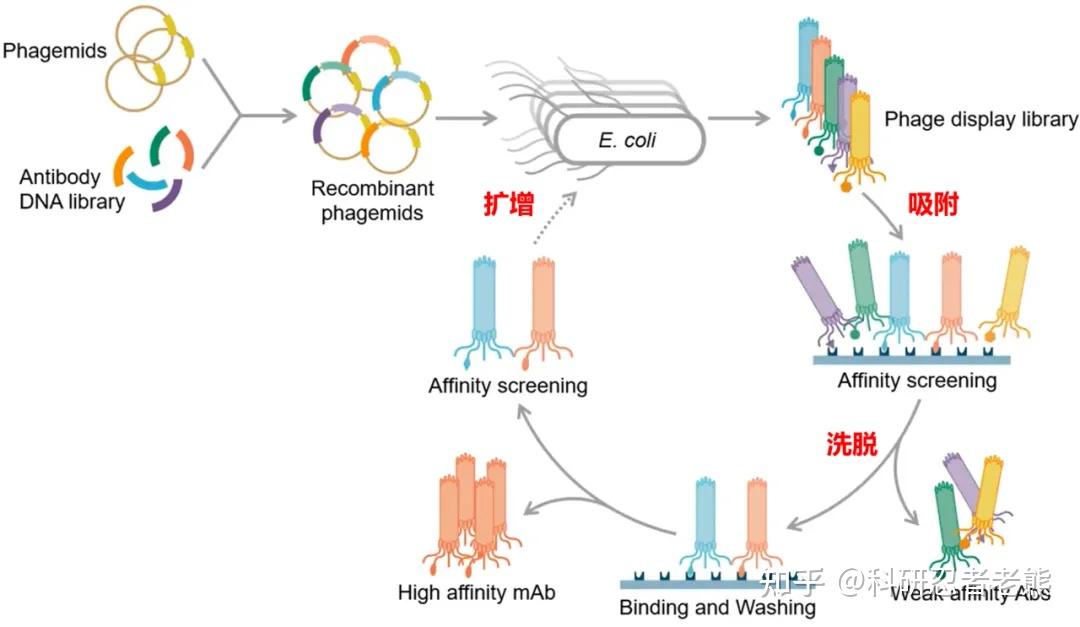 详解诺奖噬菌体展示抗体库究竟是何方神圣？ - 知乎