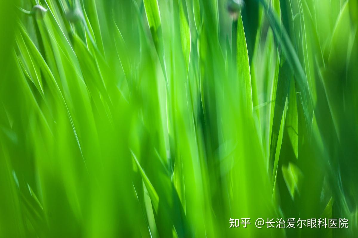 看绿色的东西护眼吗?这个答案90的人都不知道! 知乎