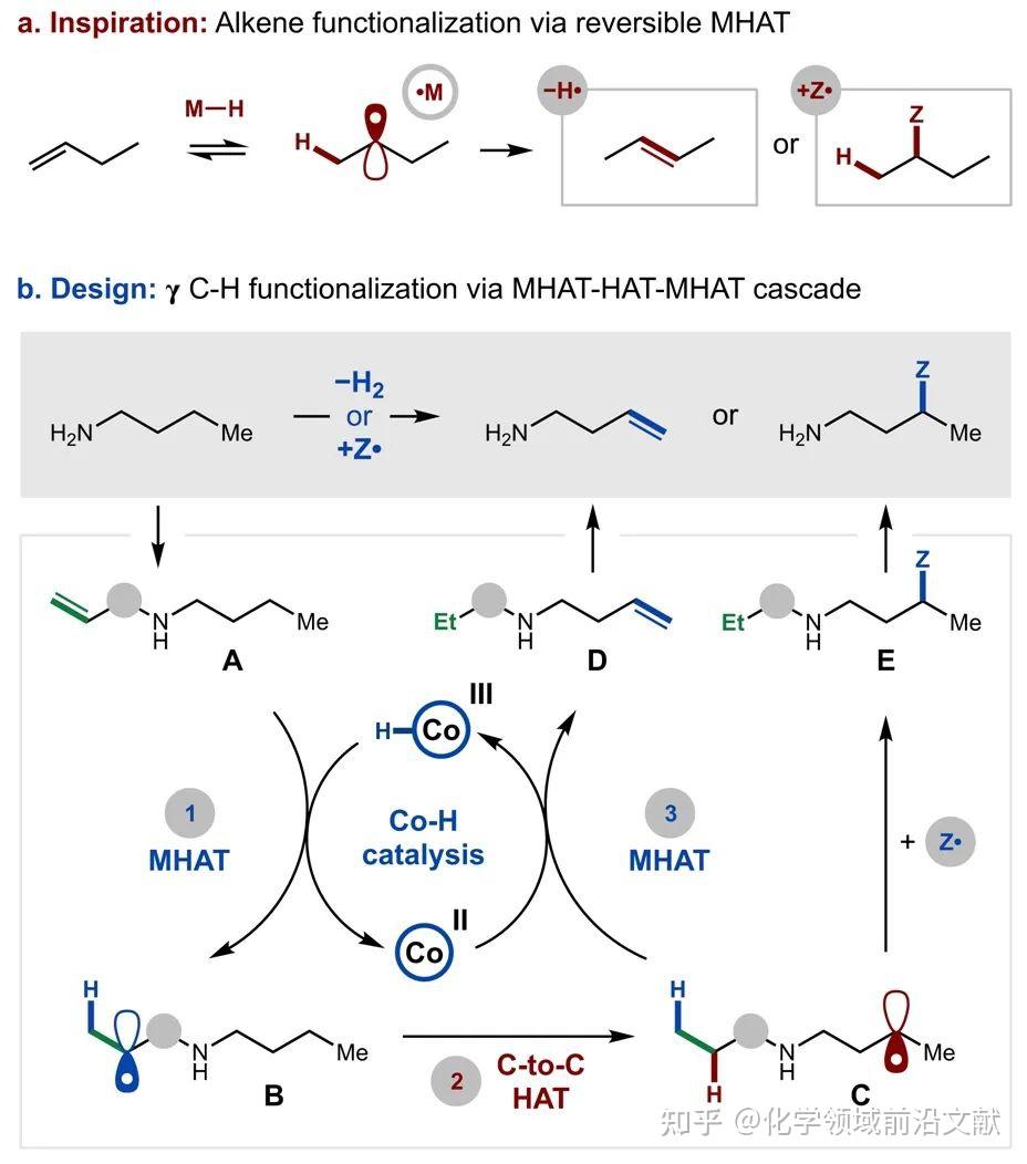 JACS：胺的γ-C-H官能化：通过乙烯磺酰基自由基伴侣的三重氢原子转移 - 知乎