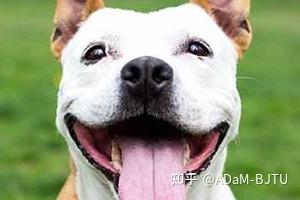 Albumentation文档 - 知乎