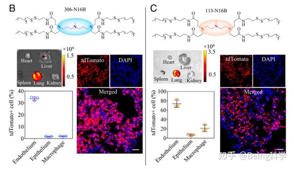PNAS：许巧兵团队开发肺靶向LNP，实现mRNA药物安全高效和特异性递送 - 知乎