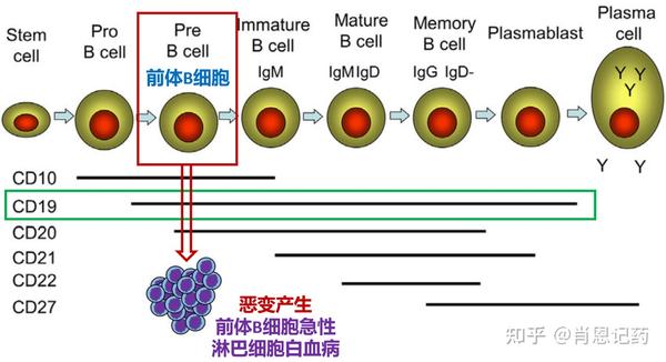 记住所有FDA生物药 | CD19、CD3双抗 | 倍利妥®贝林妥欧单抗 | 前体B细胞急性淋巴细胞白血病 - 知乎