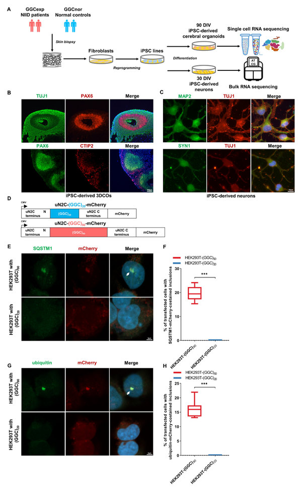 项目文章 | 单细胞测序揭示NOTCH2NLC基因GGC重复扩增导致核糖体生物生成及翻译障碍 - 知乎