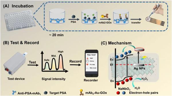 【Biosens.Bioelectron】二合一：联合增强光电化学生物传感器，用于低丰度癌症标志物的即时检测 - 知乎