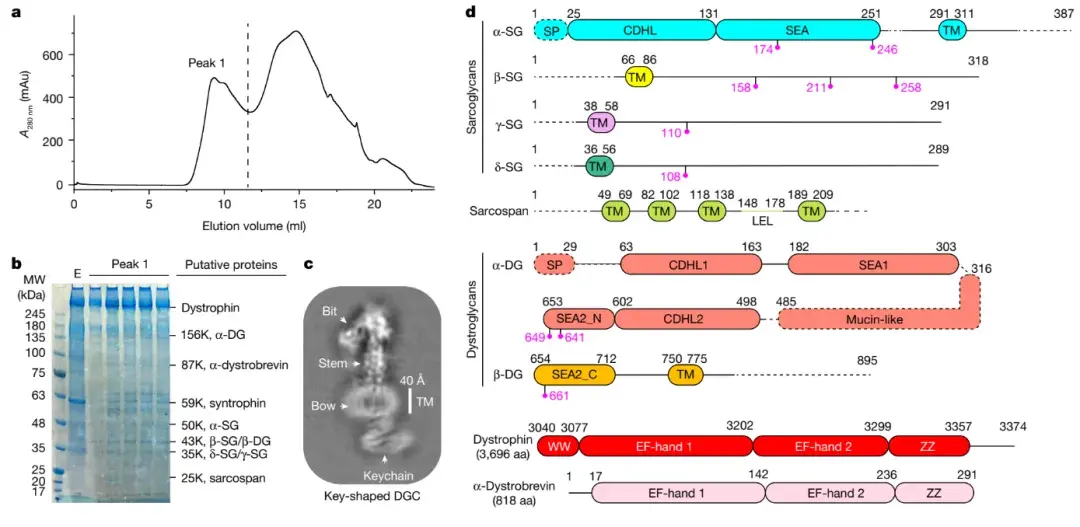Nature x 2篇 | 冷冻电镜首次解析出DGC蛋白结构，与肌营养不良相关 - 知乎