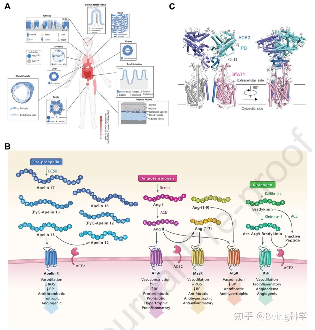 Cell | 超全总结！揭开新冠疫情关键因素ACE2的神秘面纱 - 知乎