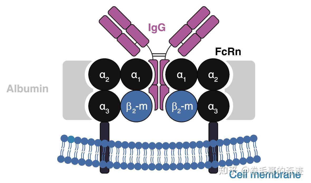 靶向新生儿Fc受体：FcRn - 知乎
