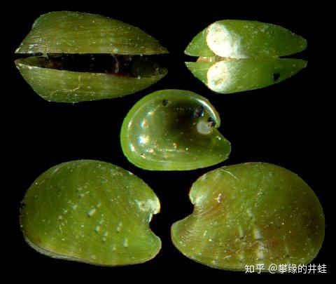 【地球演义】就是一盘大螺贝 - 知乎