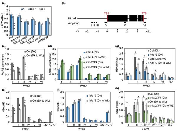 文献解读-组蛋白去乙酰化酶复合体SNL-HDA19 通过拮抗HY5 活性抑制拟南芥的光形态建成 - 知乎