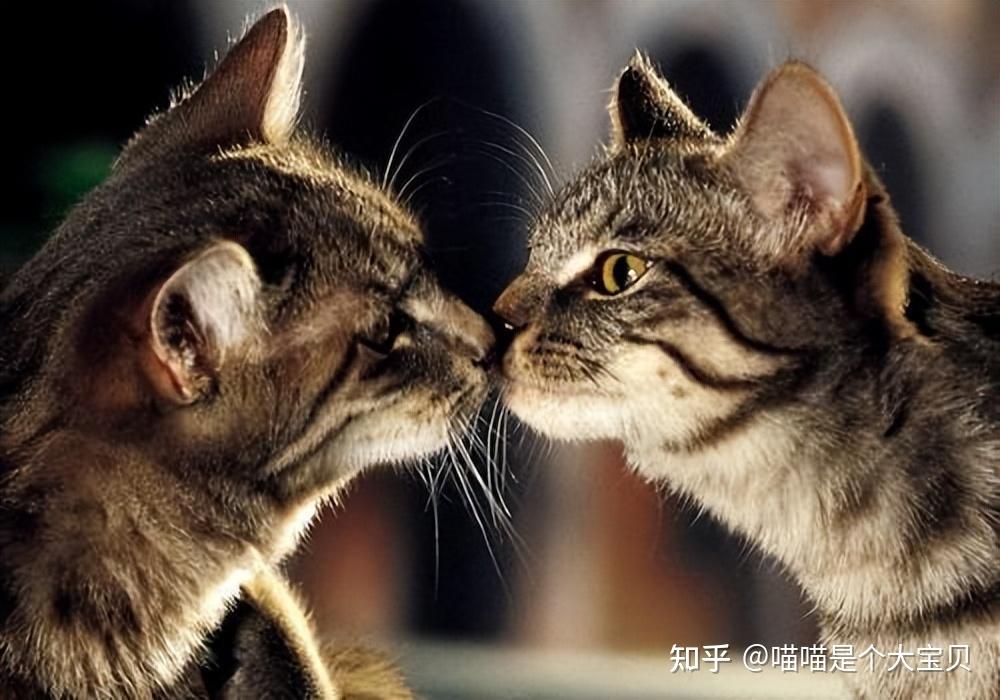 有关猫咪 发情” 的知识，宠主需了解 知乎