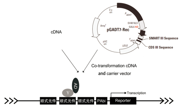 干货！如何找到靶基因上游的转录因子 - 知乎
