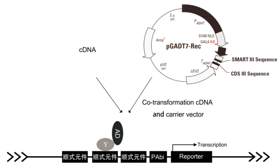 干货！如何找到靶基因上游的转录因子 - 知乎