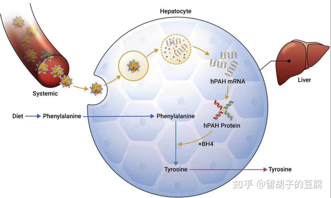 Arcturus开发苯丙氨酸羟化酶mRNA替代疗法治疗苯丙酮尿症 - 知乎