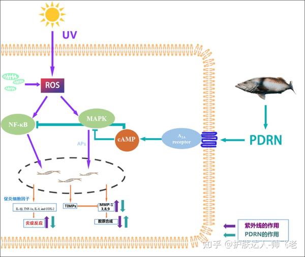 PDRN是什么？ - 知乎