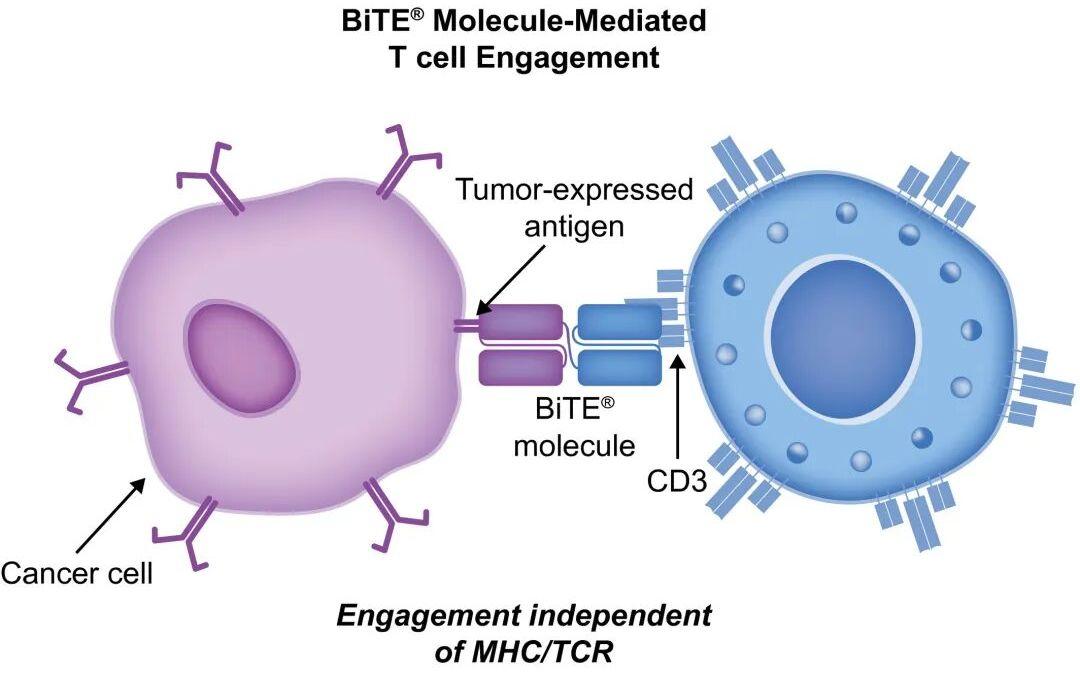 CD3/CD19/BCMA 从肿瘤免疫到自身免疫性疾病的多面利器 - 知乎