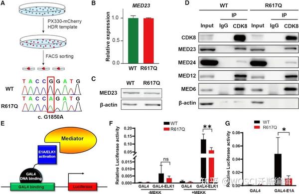 NAR | 复旦大学发现MED23突变通过改变染色质构象和增强子活性来调节基因表达 - 知乎