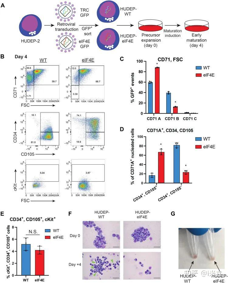 IF:13.6|一种独特的翻译程序调控红细胞的命运!|Science Advances elF4E通过调控独特翻译程序控制 - 知乎