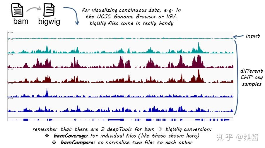 [软件使用 3] 使用MACS2分析ChIP-seq数据，快速入门！ - 知乎