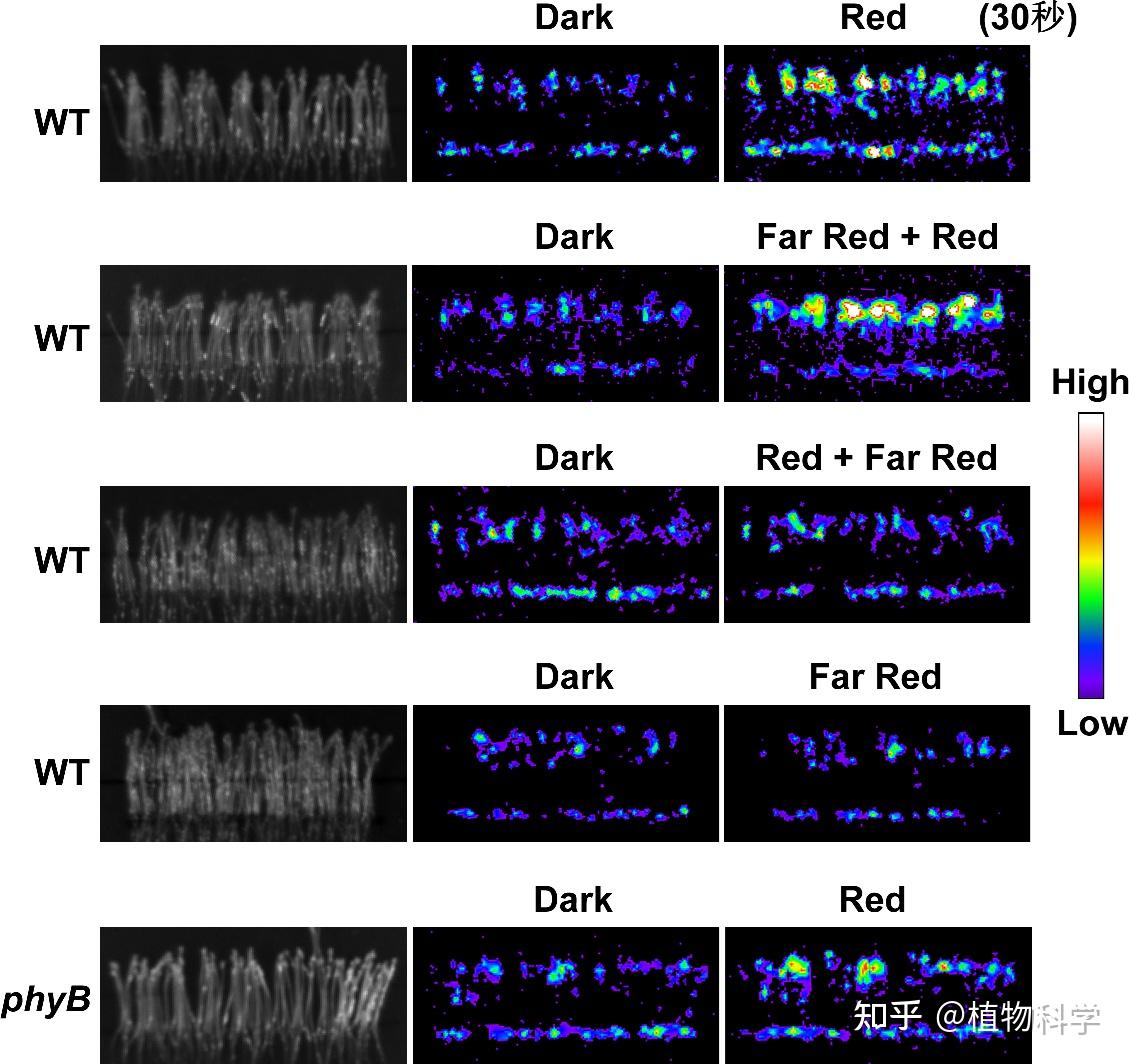 Cell | 打破现有认知！北京大学钟上威团队揭示植物光温受体phyB的入核调控机制 - 知乎