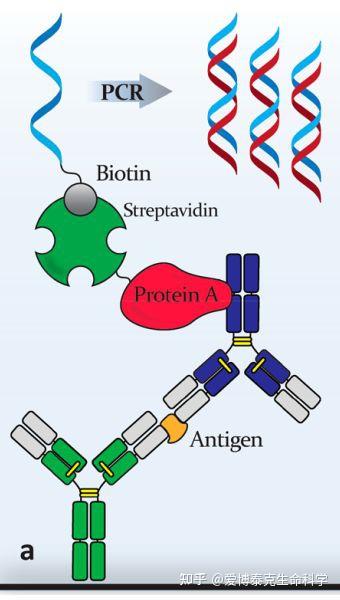 推陈出新 | 抗体-寡核苷酸偶联物（AOCs）技术服务来袭！ - 知乎